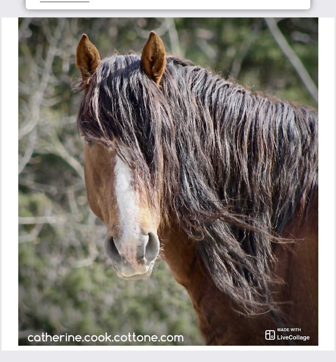 Equine Assisted Learning and Therapeutic Experiences (EAL-TE ...