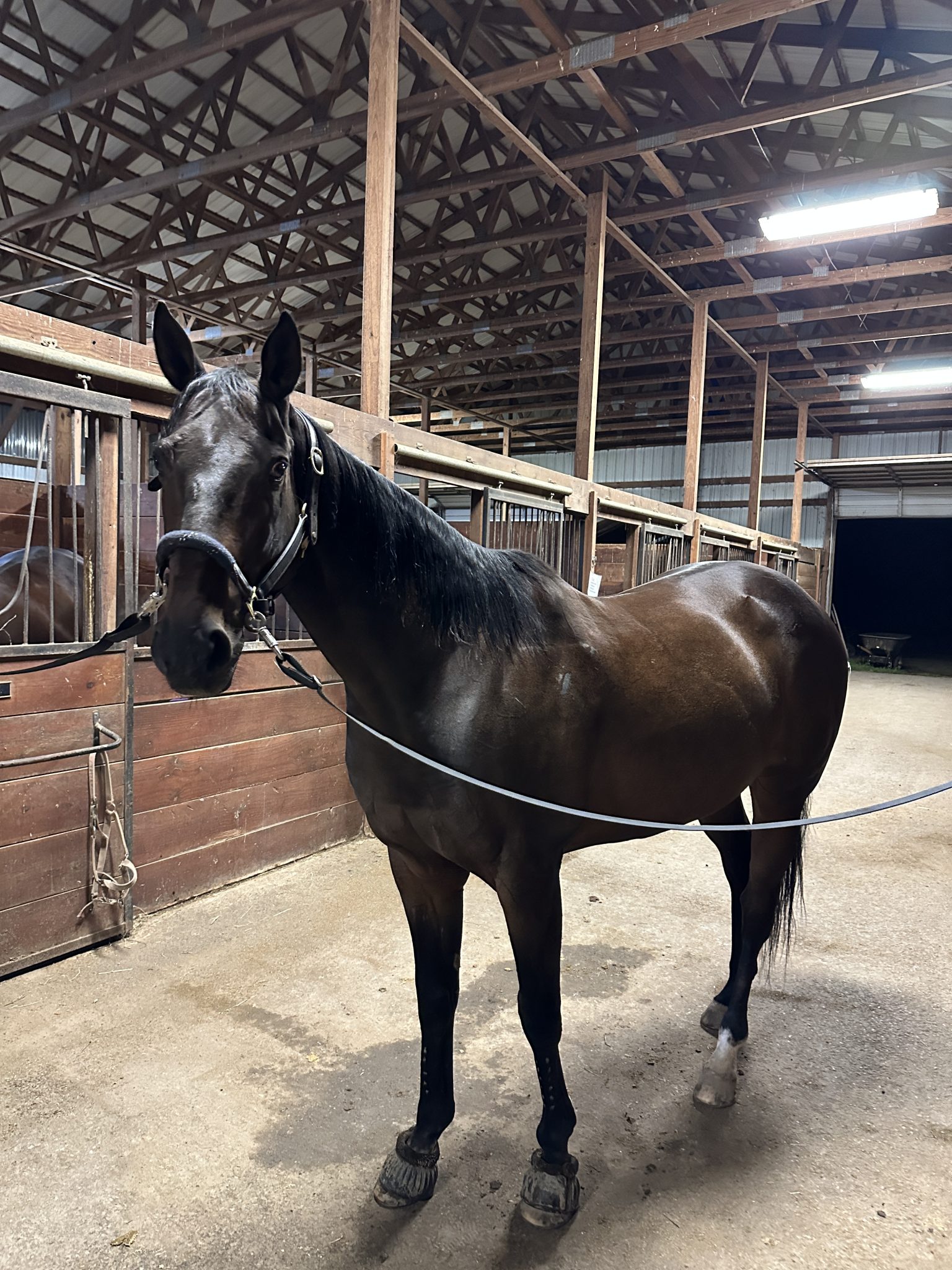Equine Assisted Learning and Therapeutic Experiences (EAL-TE ...